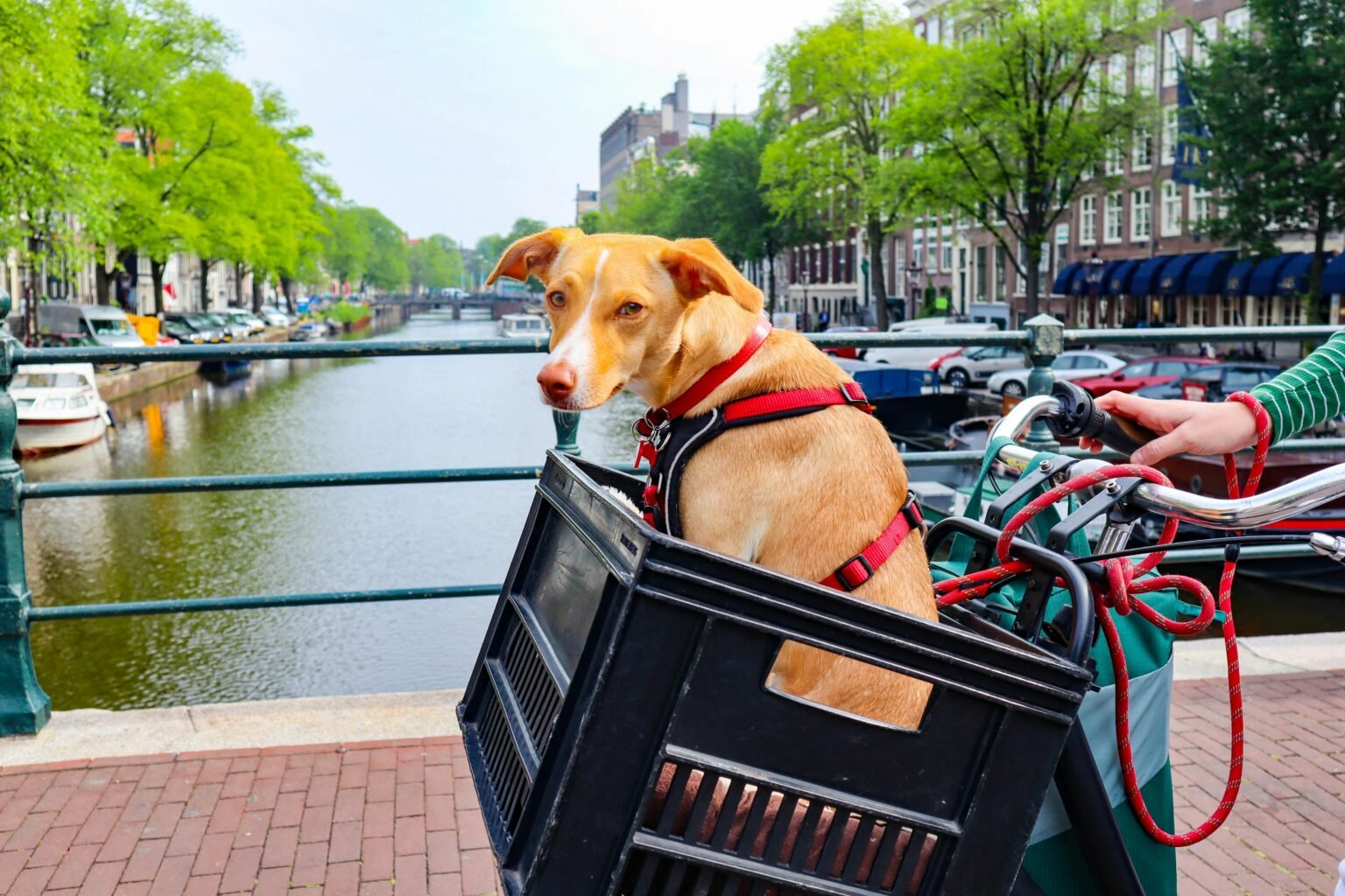 Exploring Europe with Your Dog: Top Pet-Friendly Destinations and Tips ...